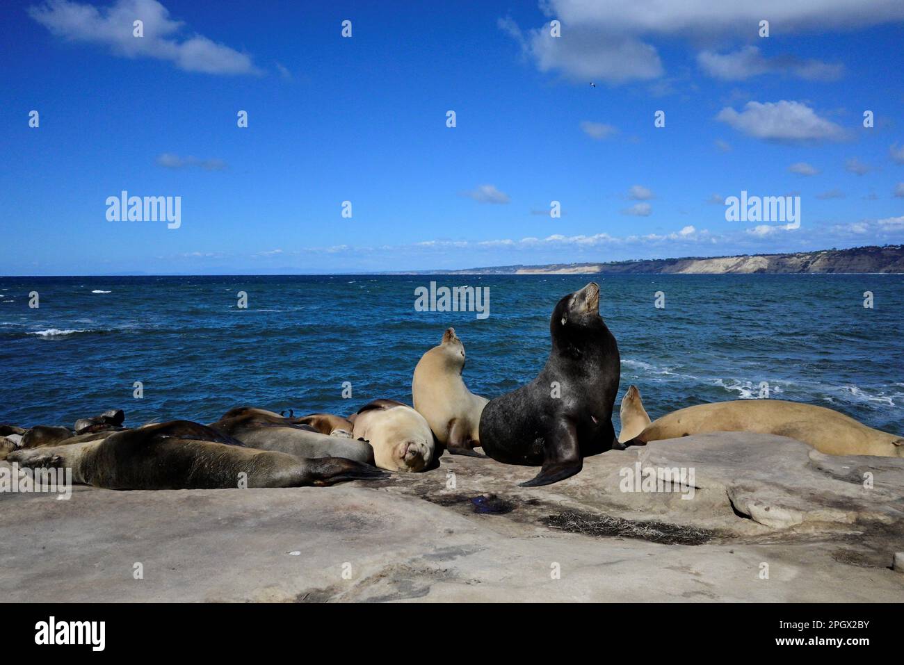 Foca animal hi-res stock photography and images - Alamy
