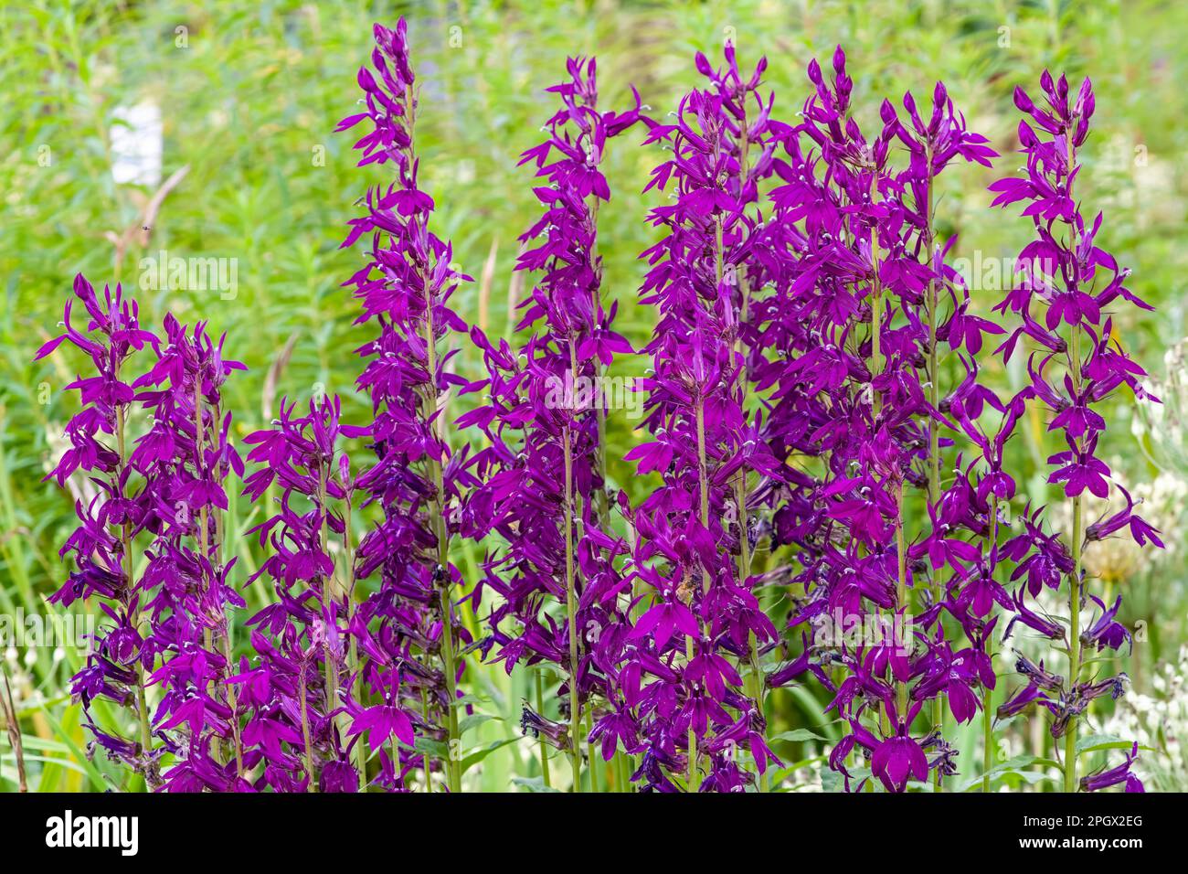 Close up of purple cardinal flowers (lobelia cardinalis) in bloom Stock ...