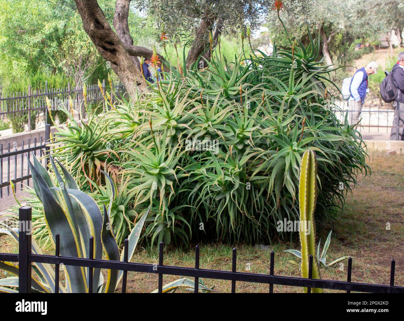 9 Nov 2022 Large cactus type succulent presumed to be of the Aloe Vera ...