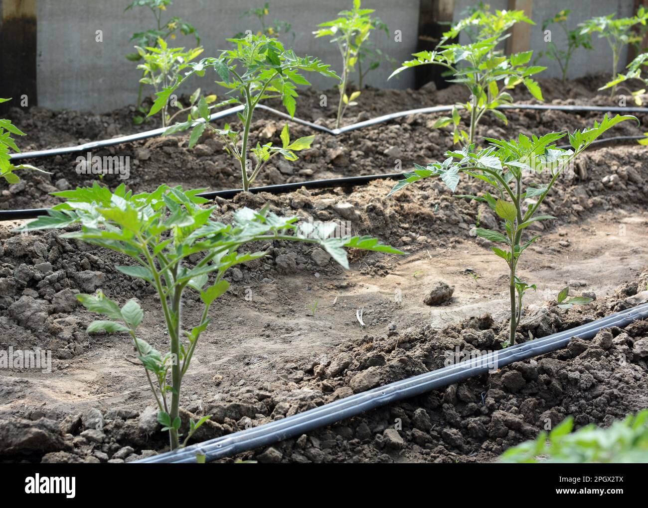 Greenhouse with drip irrigation when growing tomatoes in organic soil ...