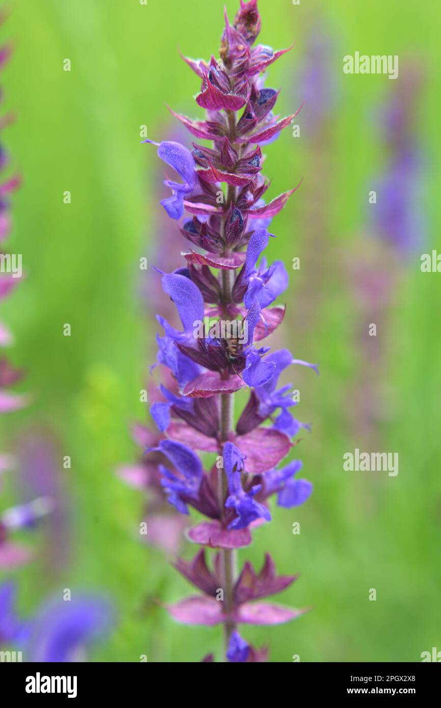 Summer sage (Salvia pratensis) blooms among wild herbs Stock Photo - Alamy