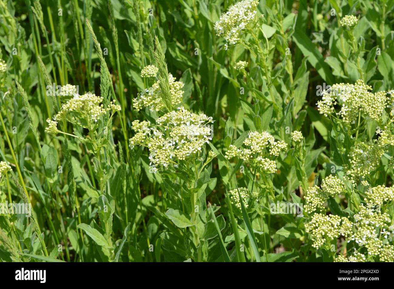 Lepidium draba grows among grasses in the wild Stock Photo - Alamy