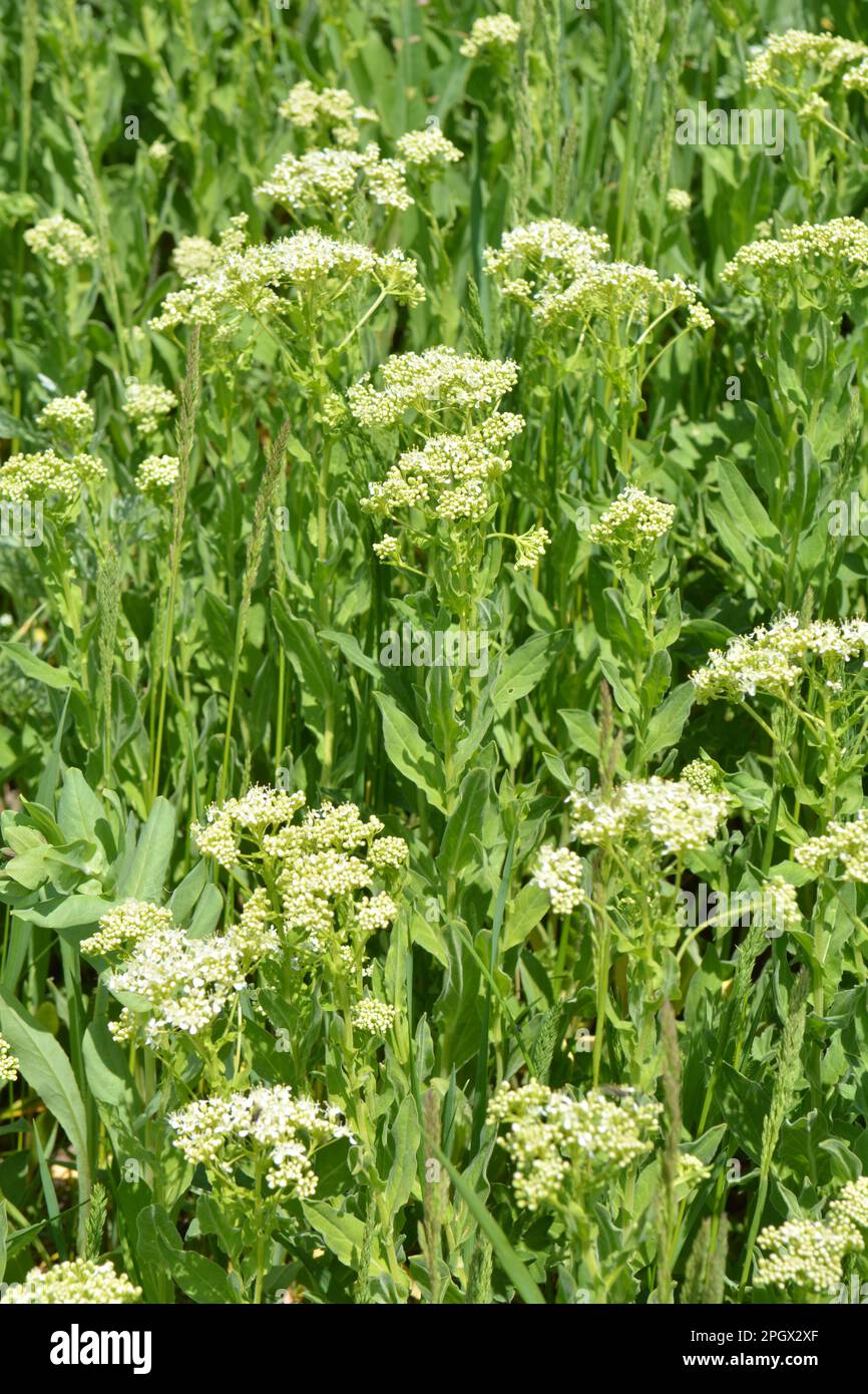 Lepidium draba grows among grasses in the wild Stock Photo - Alamy