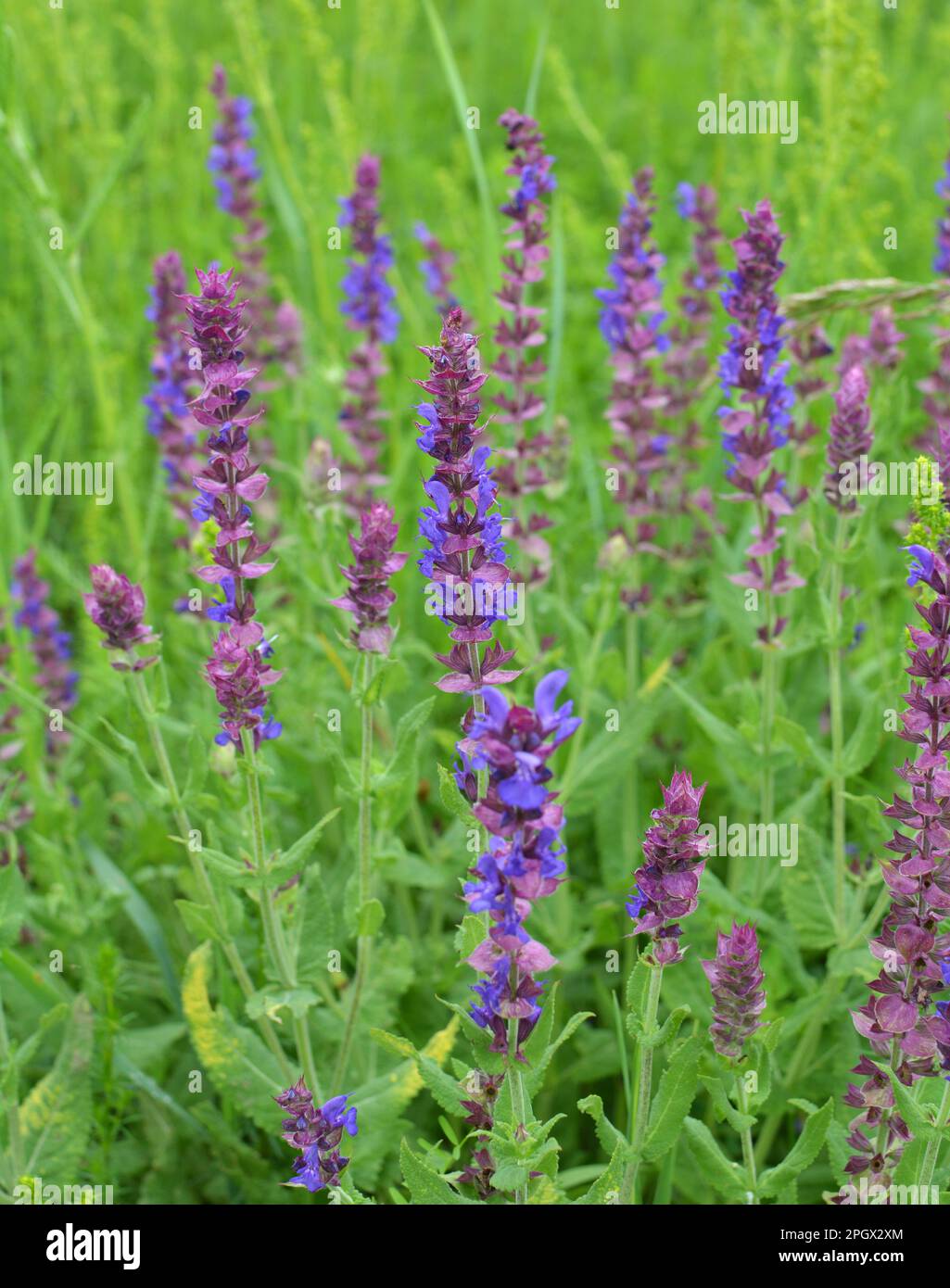 Summer sage (Salvia pratensis) blooms among wild herbs Stock Photo - Alamy