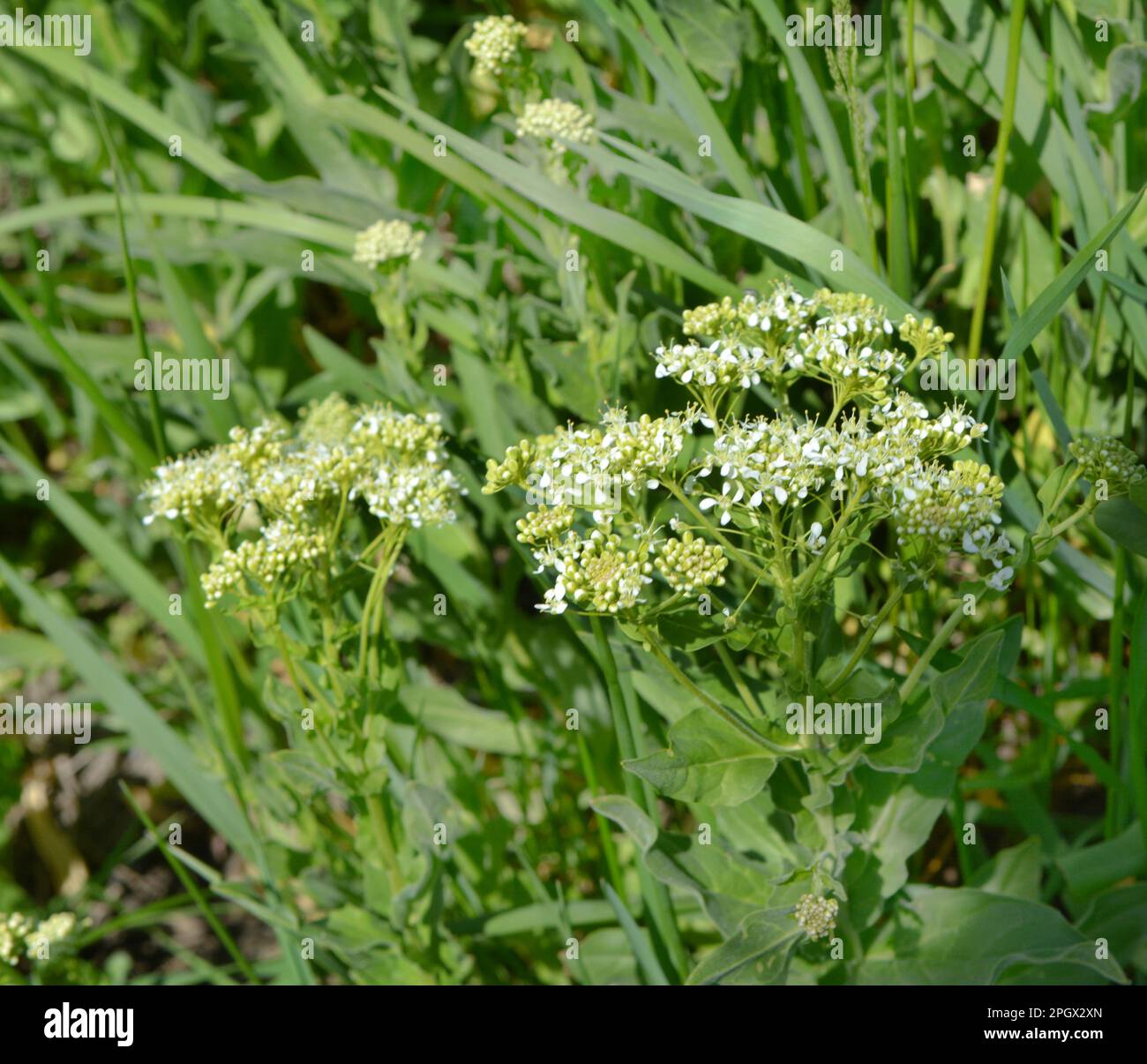 Lepidium draba grows among grasses in the wild Stock Photo - Alamy
