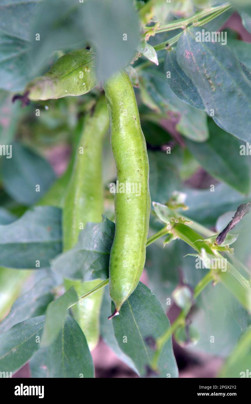 On the stem of the bean (Vicia faba) ripen green pods Stock Photo - Alamy