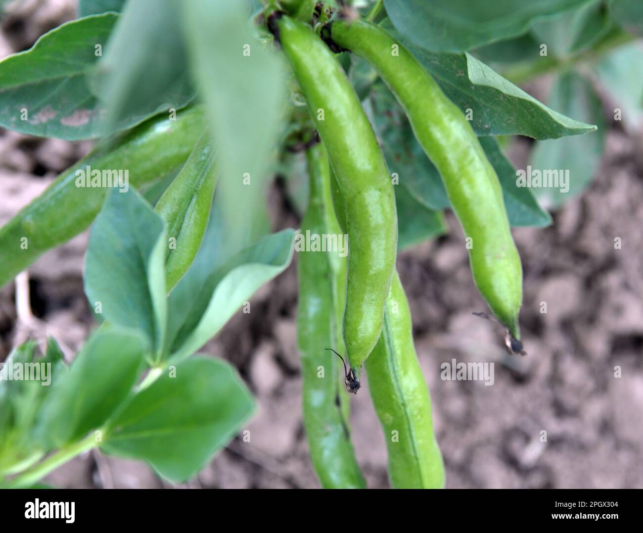 On the stem of the bean (Vicia faba) ripen green pods Stock Photo - Alamy