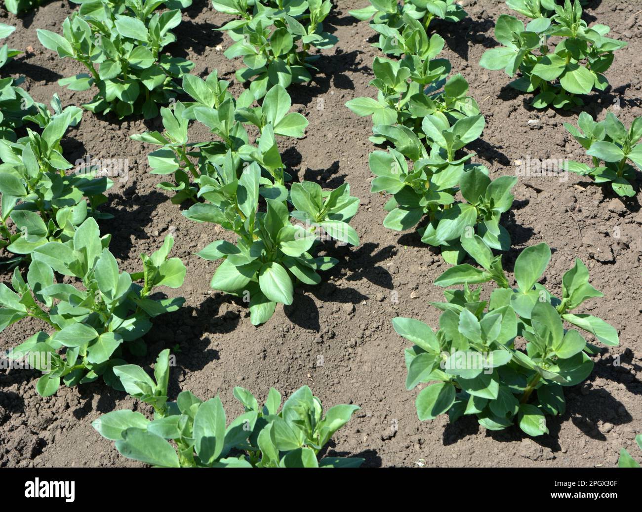 In spring, young Horse bean (Vicia faba) grows on a farm field Stock ...