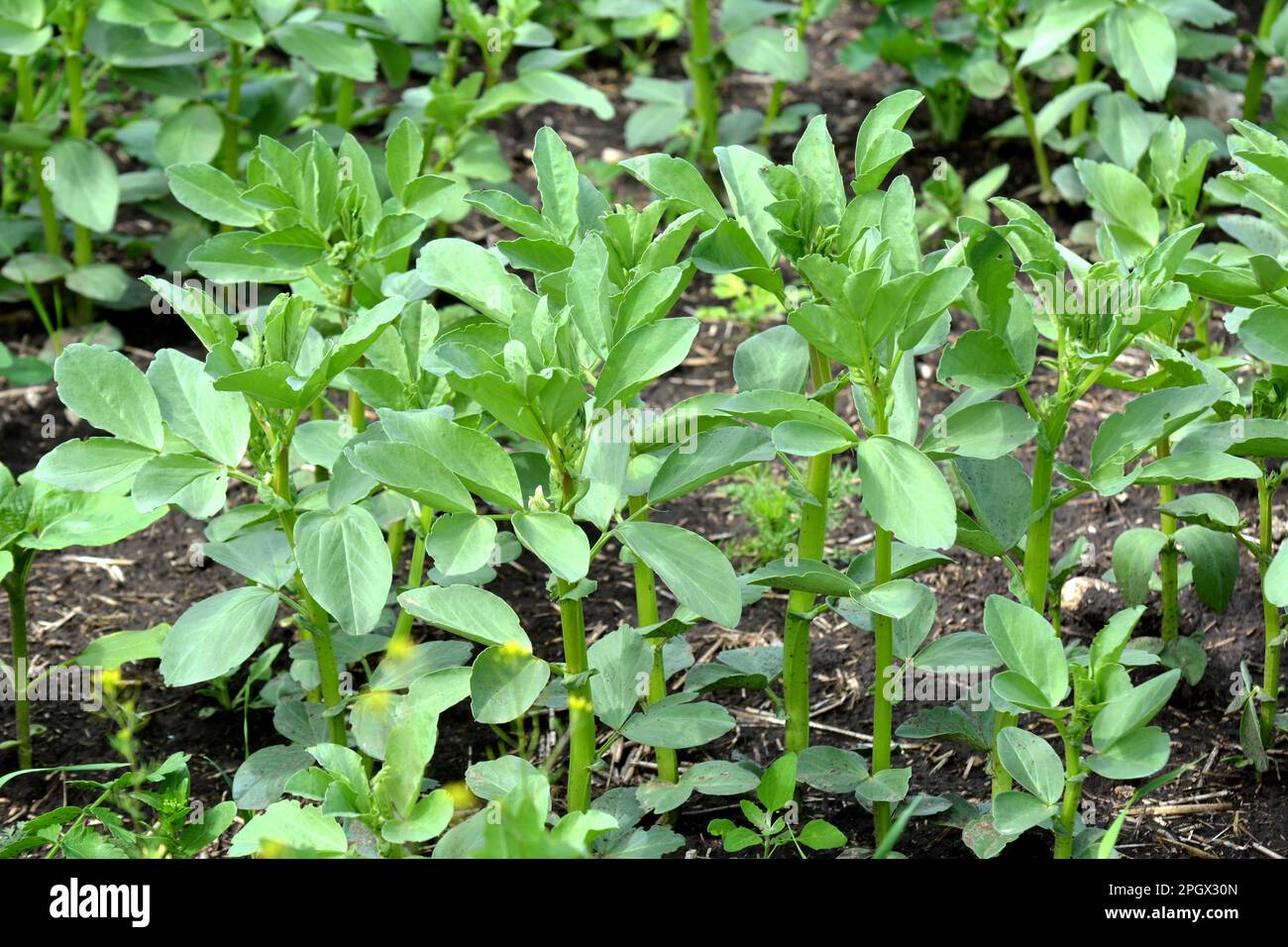 In spring, young Horse bean (Vicia faba) grows on a farm field Stock ...