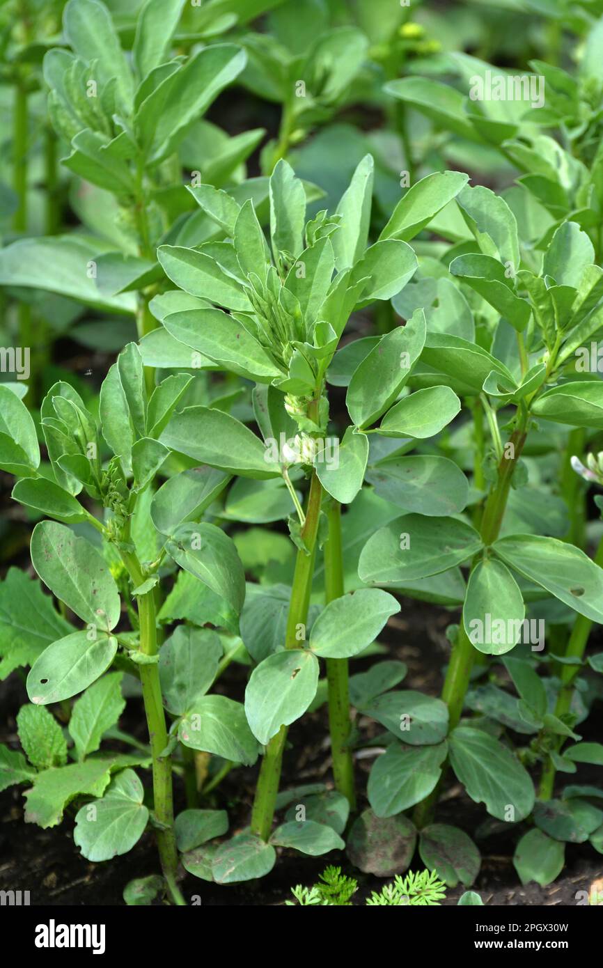 In spring, young Horse bean (Vicia faba) grows on a farm field Stock ...