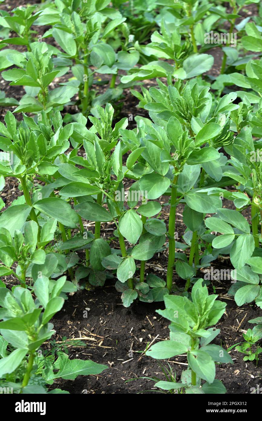 In spring, young Horse bean (Vicia faba) grows on a farm field Stock ...