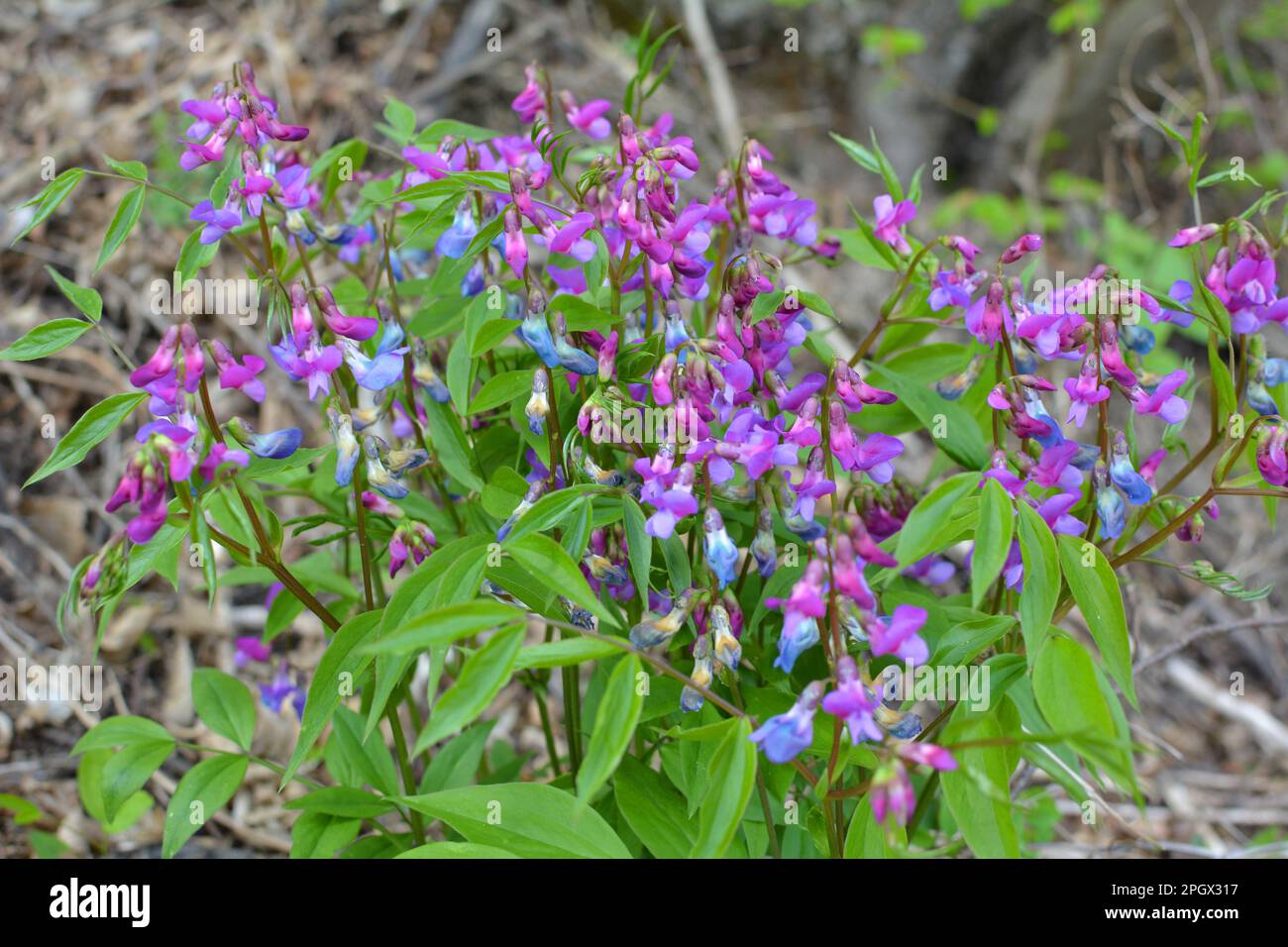 Vetch in the forest hi-res stock photography and images - Alamy