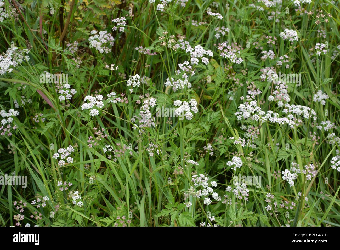 Torilis japonica grows among the herbs in the wild Stock Photo - Alamy