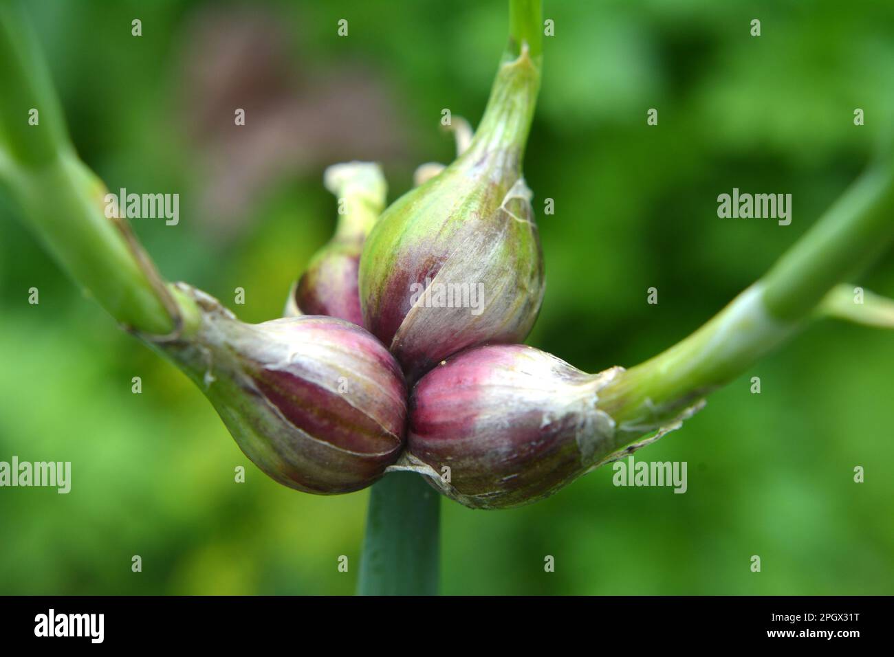 In the garden grows multi-tiered onion with air bulbs Stock Photo - Alamy