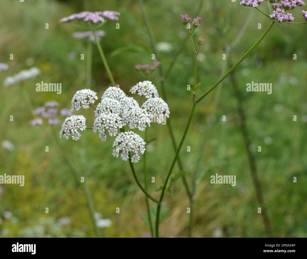 Torilis japonica grows among the herbs in the wild Stock Photo - Alamy