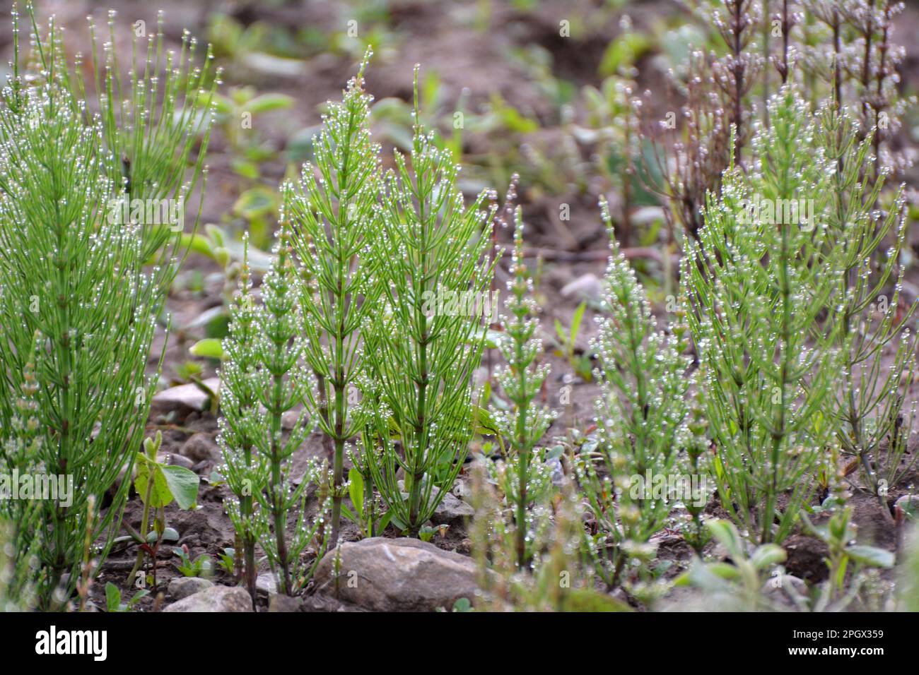 Horsetail field (Equisetum arvense) grows in the wild Stock Photo - Alamy
