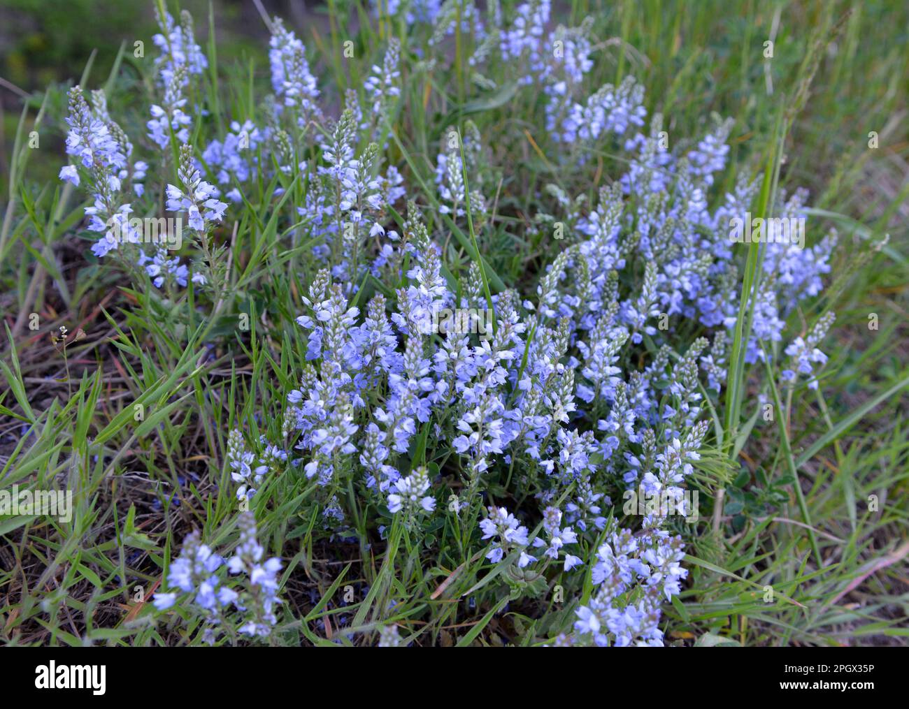In the spring, Veronica prostrata blooms in the wild among grasses ...