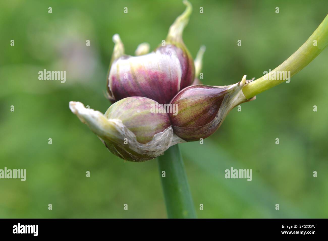 In the garden grows multi-tiered onion with air bulbs Stock Photo - Alamy