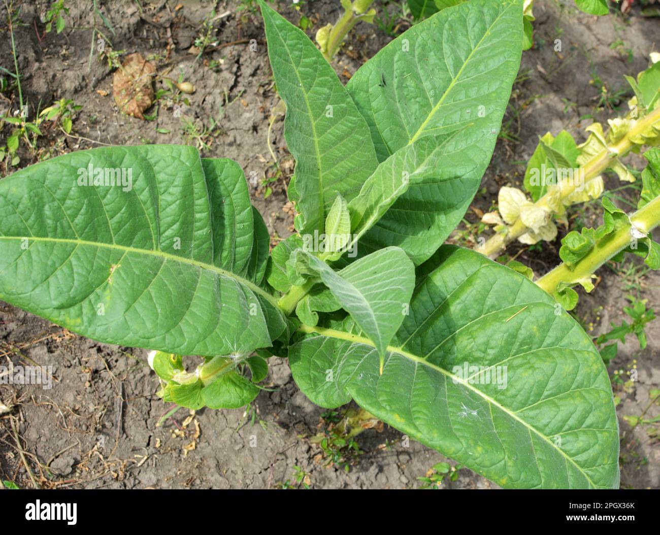 Tobacco growing on a plantation on a farm field Stock Photo - Alamy