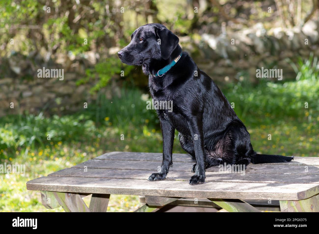 Portrait of a young black Labrador sitting on a picnic table Stock ...