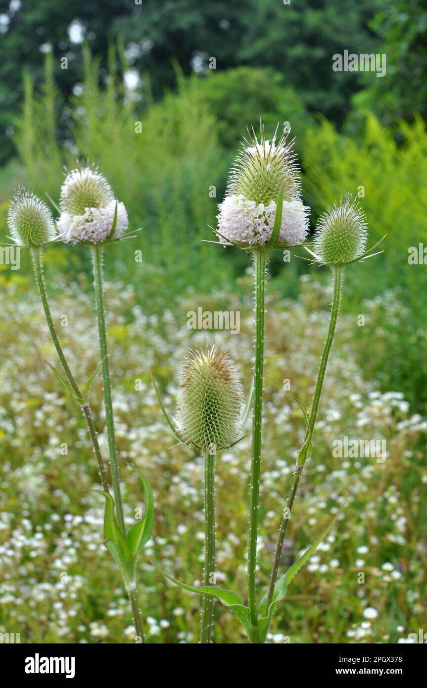 Teasel in bloom hi-res stock photography and images - Alamy