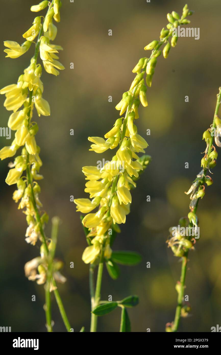 Melilot yellow (Melilotus officinalis) blooms in the wild in summer ...