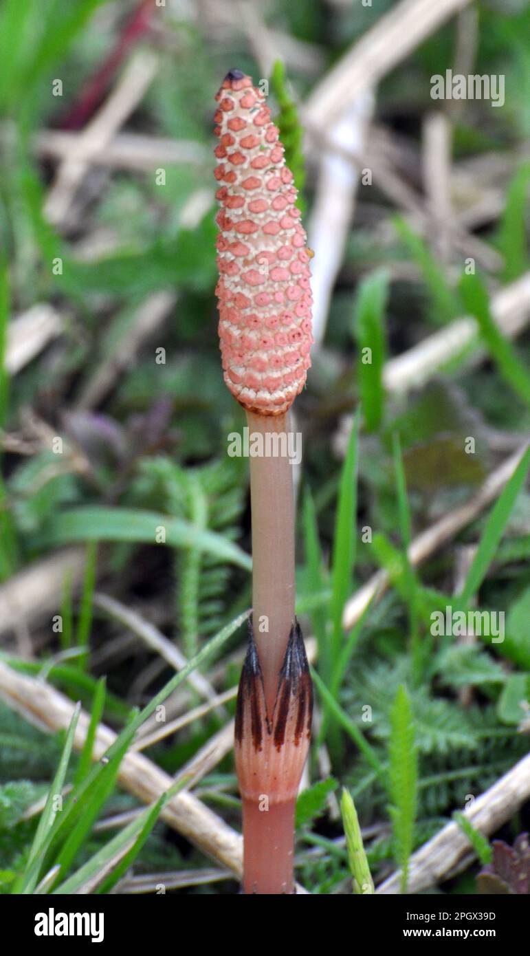 Horsetail field (Equisetum arvense) grows in the wild Stock Photo - Alamy