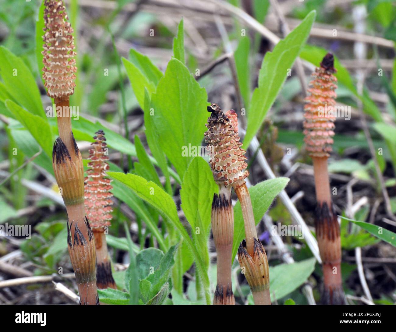 Horsetail field (Equisetum arvense) grows in the wild Stock Photo - Alamy