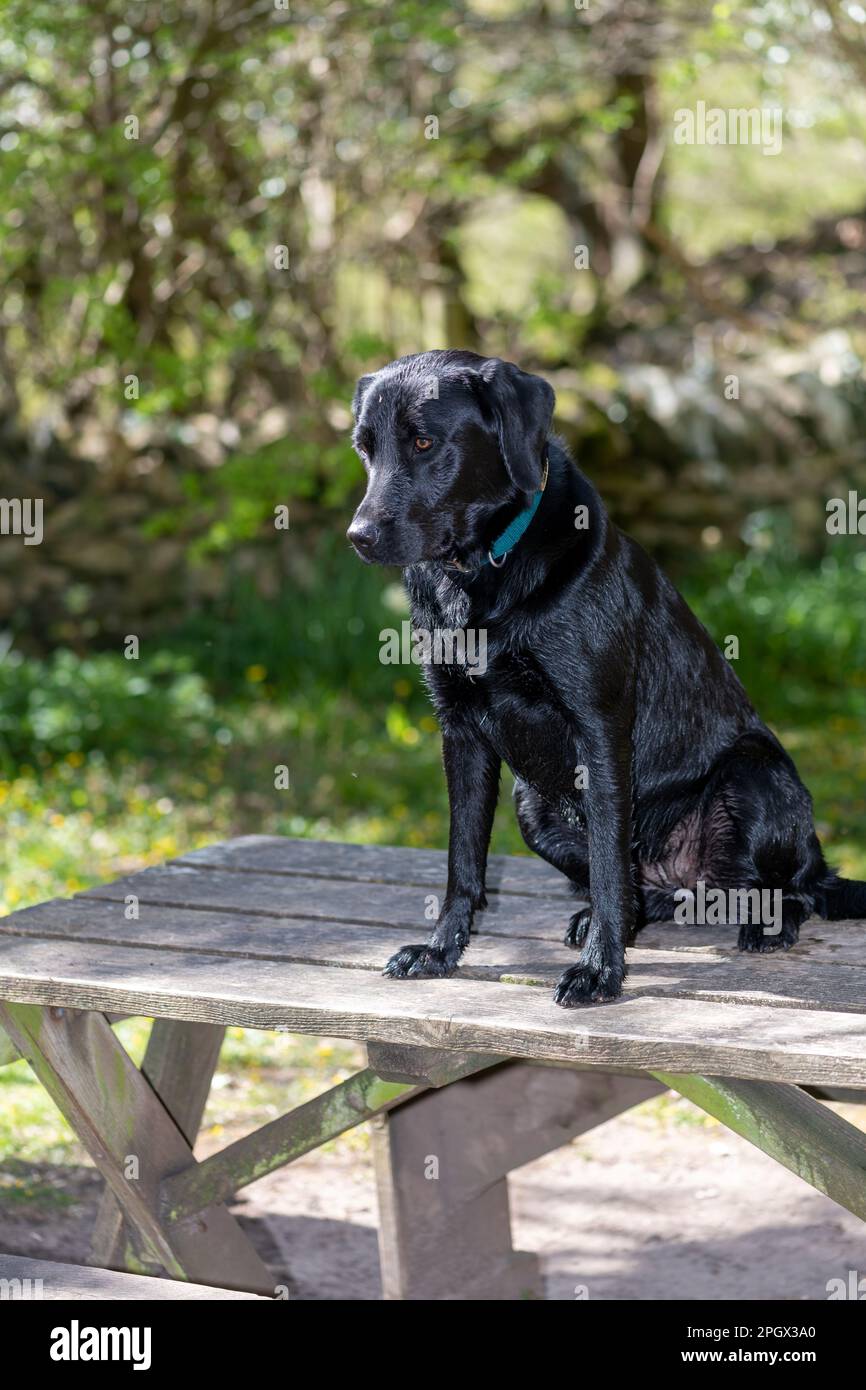 Portrait of a young black Labrador sitting on a picnic table Stock ...