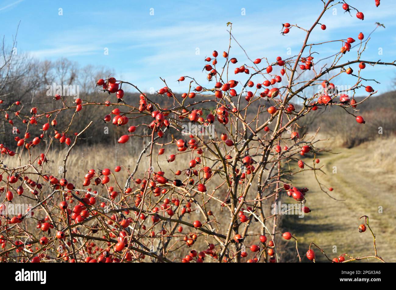 Red berries ripen on the branch of a dog rose bush Stock Photo - Alamy
