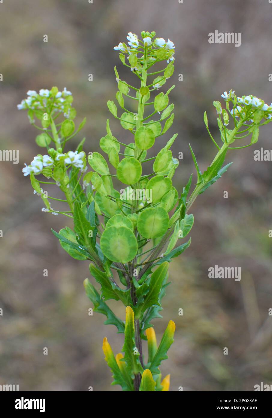 In nature, Thlaspi arvense grows among wild grasses Stock Photo - Alamy