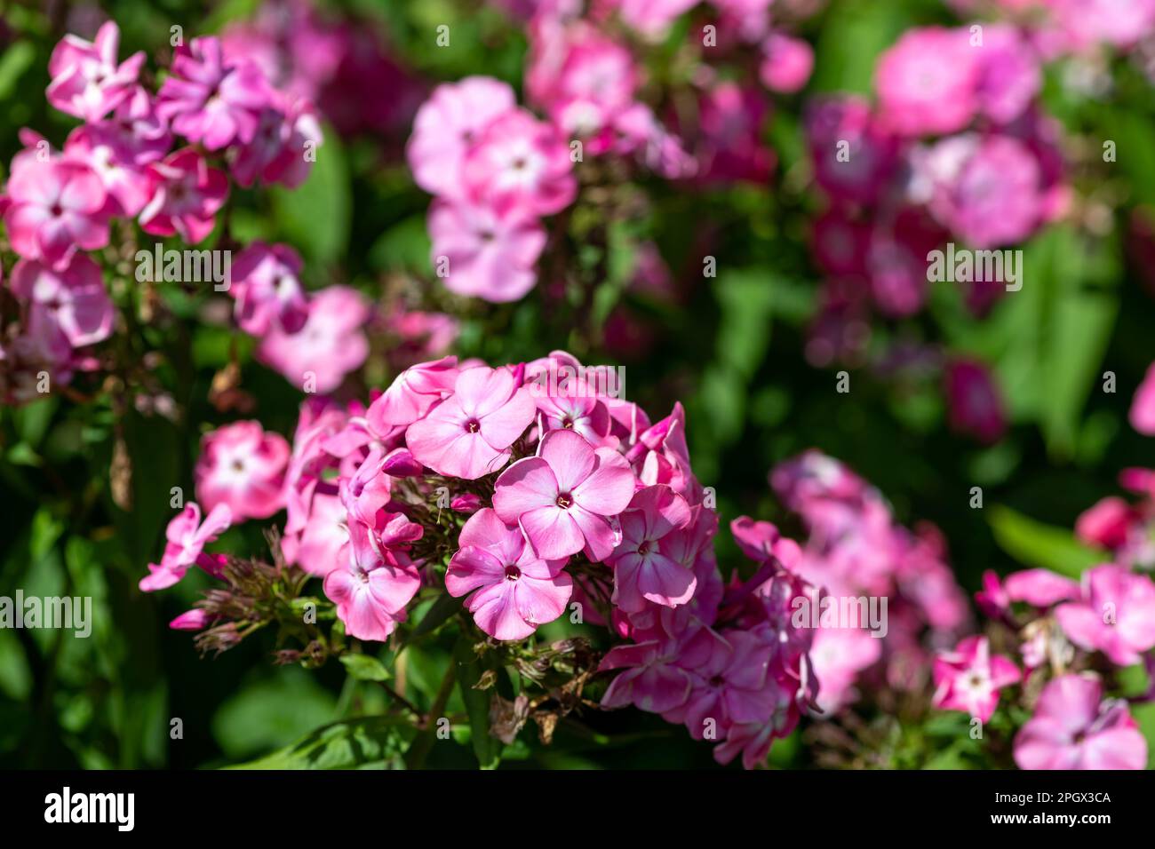 Close up of pink garden phlox (phlox paniculata) flowers in bloom Stock ...