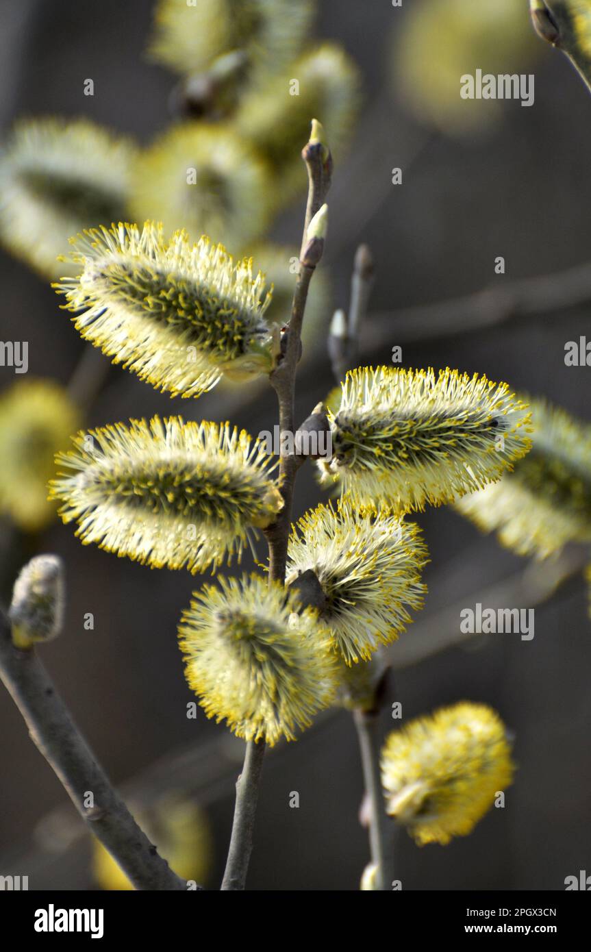 In spring, the willow (Salix caprea) branch blooms in nature Stock ...