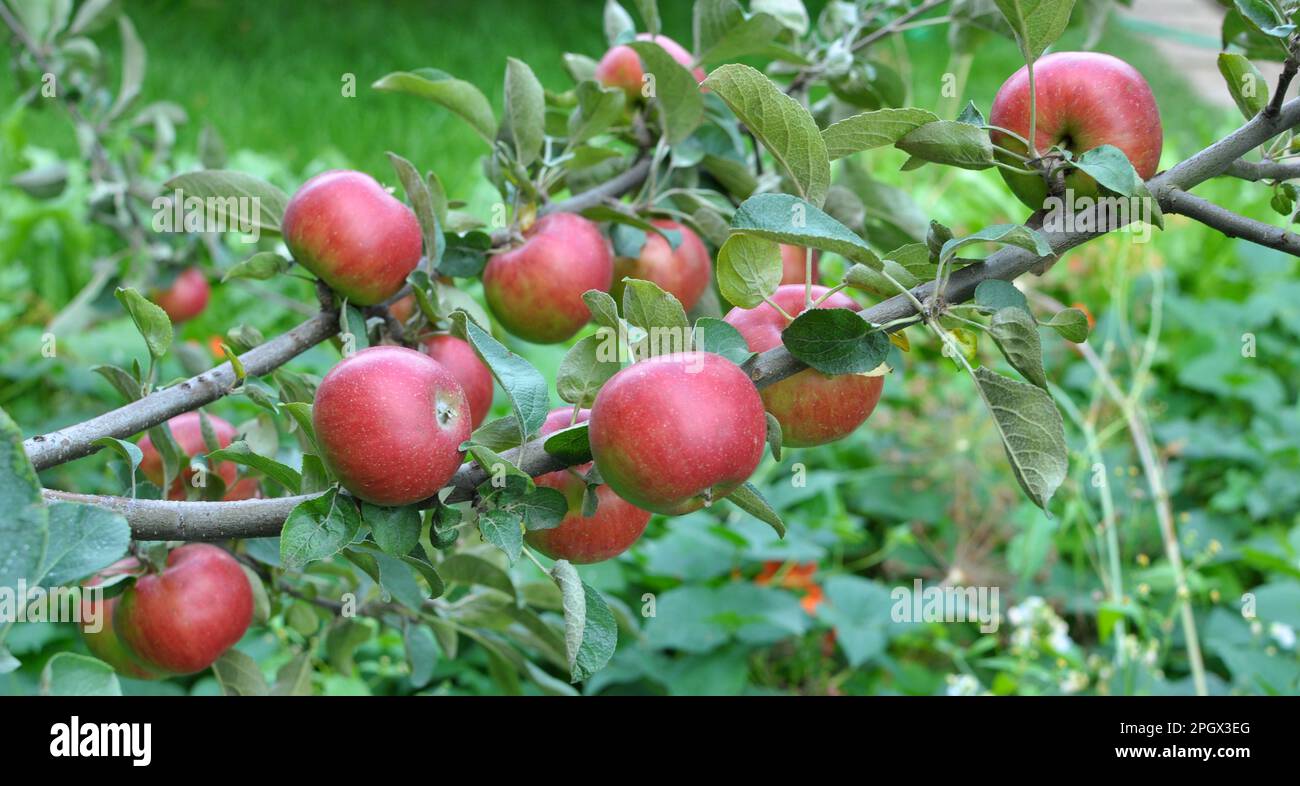 Apple tree branch with fruit hi-res stock photography and images - Alamy
