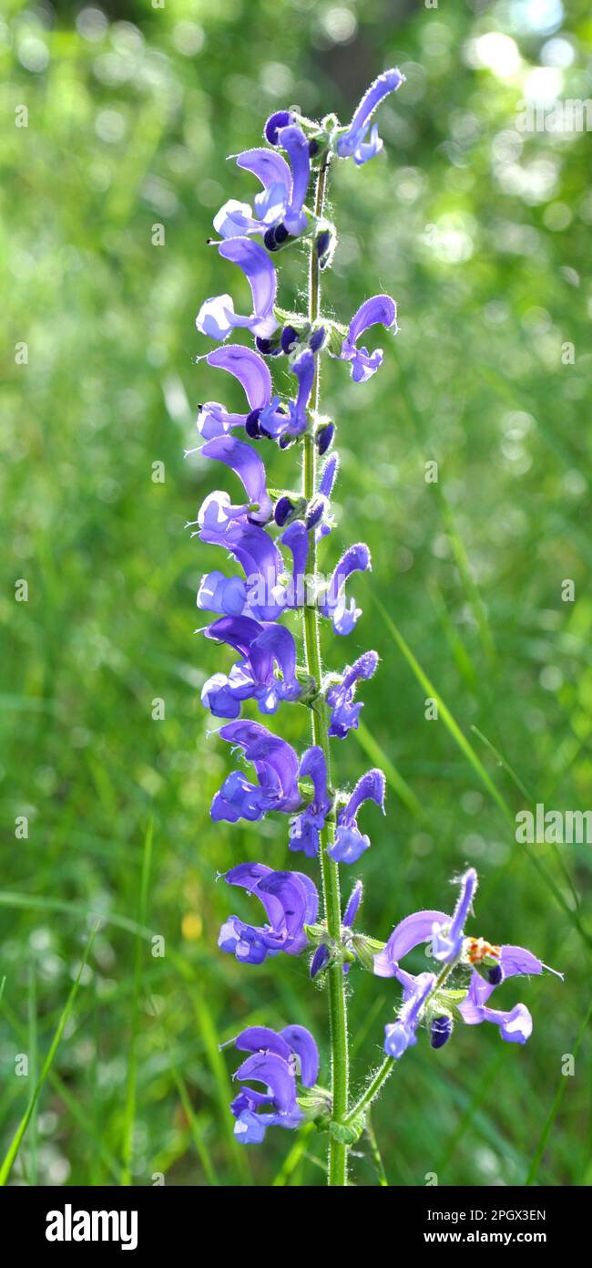 Summer sage (Salvia pratensis) blooms among wild herbs Stock Photo - Alamy