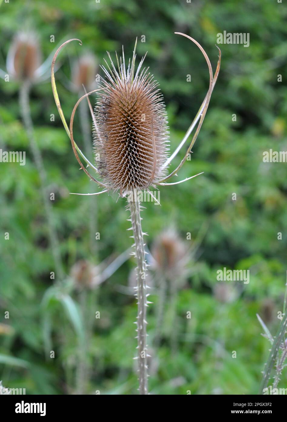 Dipsacus seed hi-res stock photography and images - Alamy