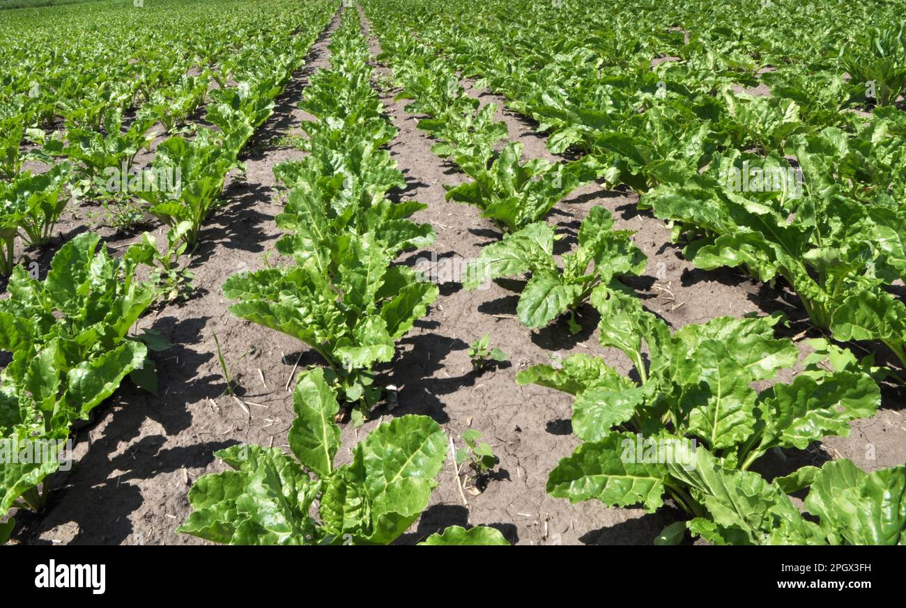 Young sugar beet growing in hi-res stock photography and images - Alamy
