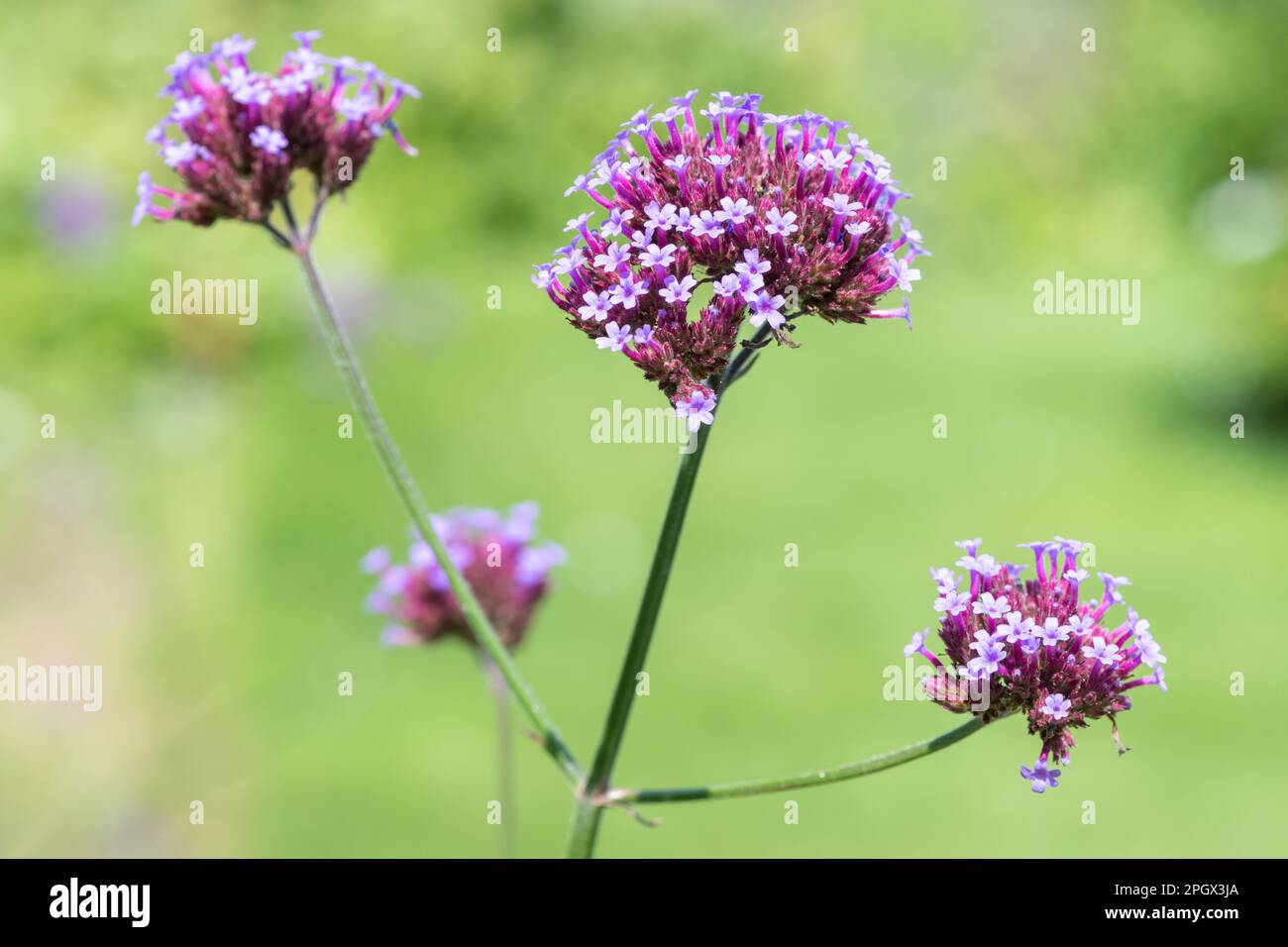 Close up of purpletop vervain (verbena bonariensis) in bloom Stock ...