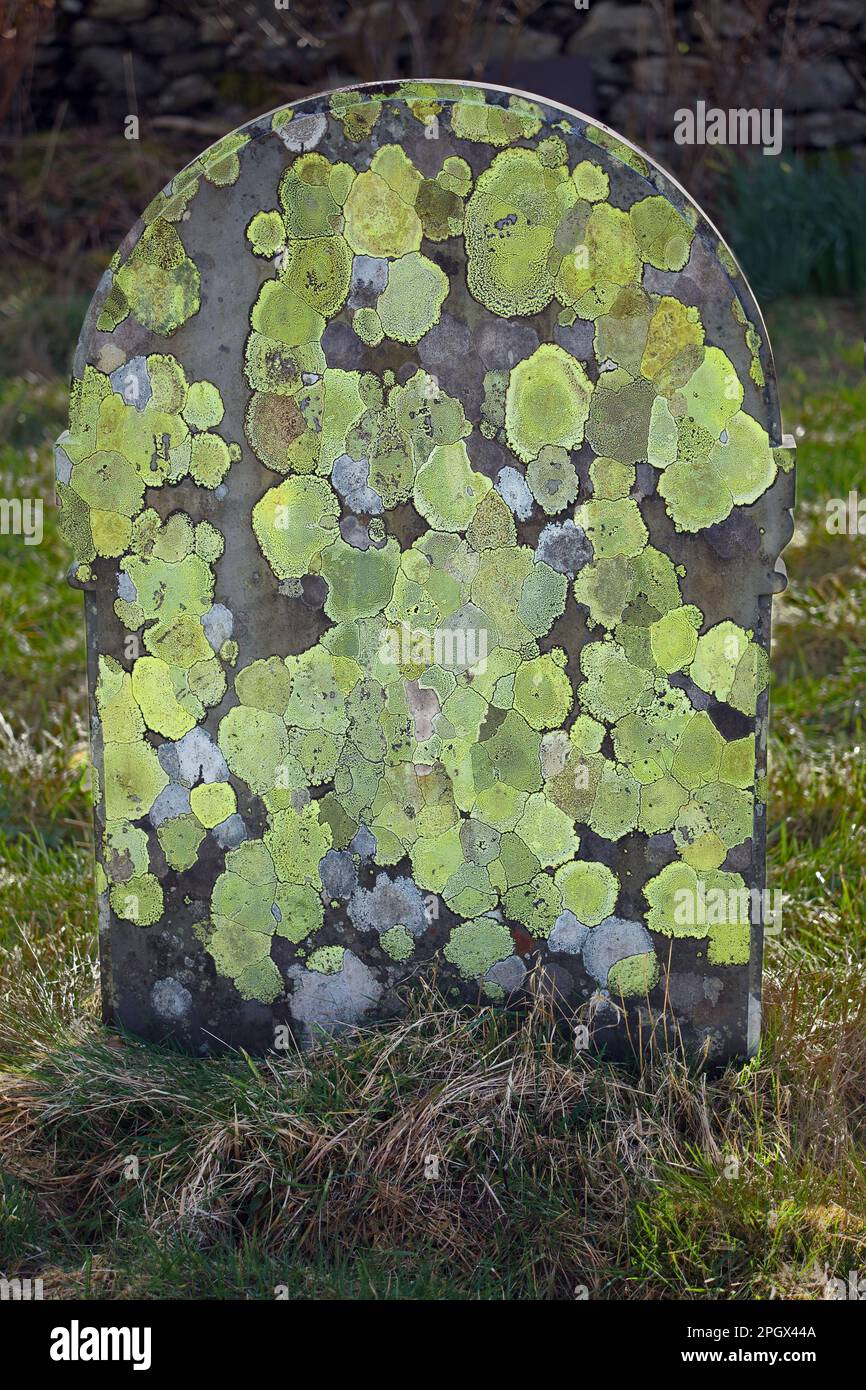 Gravestones covered in the lichen Rhizocarpon geographicum (the map ...