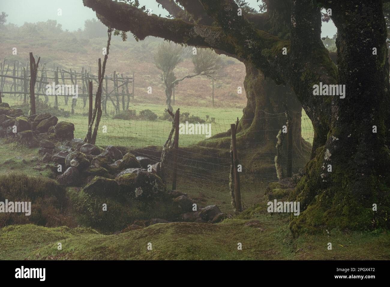 Fairy forest Madeira. Mystical landscape with foggy weather condition ...