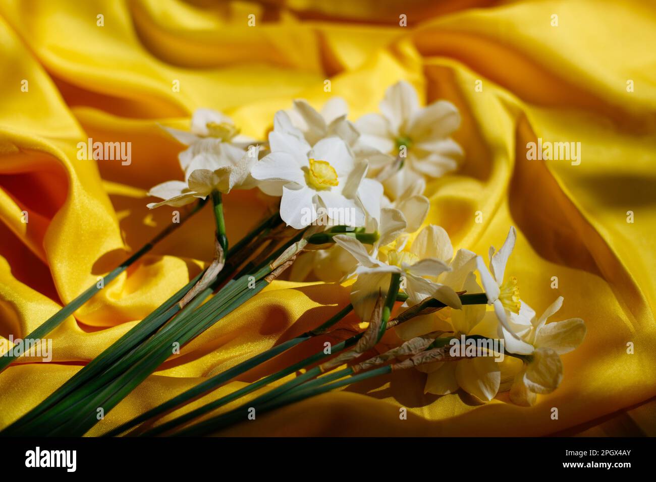 Bouquet of light daffodils on a bright yellow background. Beautiful ...