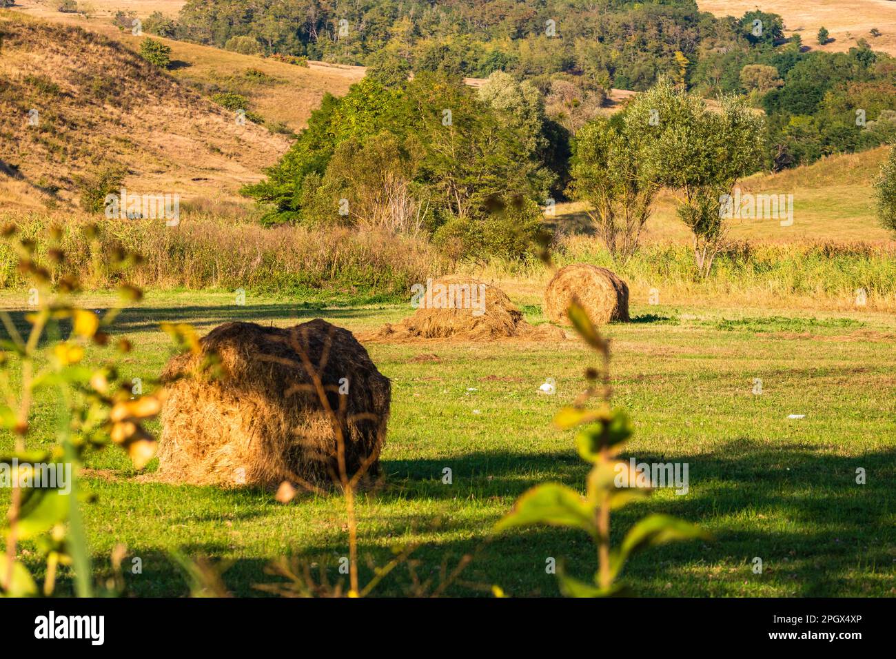 Golden hay bales. Agricultural parcels of different crops and hay roll ...