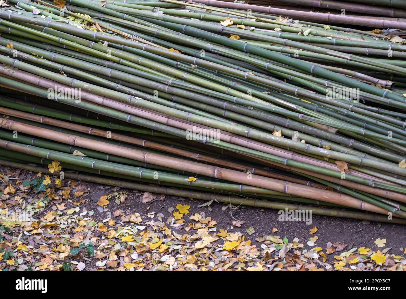 Cut raw bamboo stalks waiting to dry, natural wood materials for ...