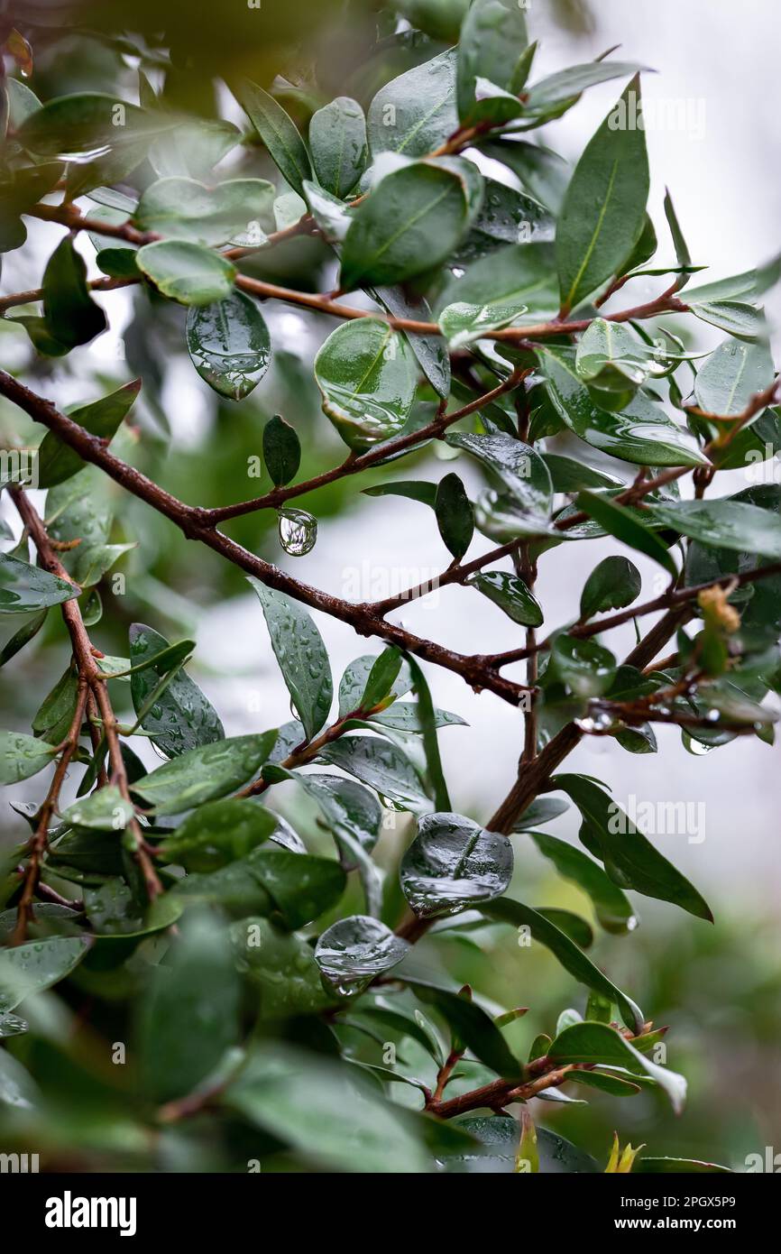 Fresh green leaves after spring rain shrouded in drops. Leaves with ...