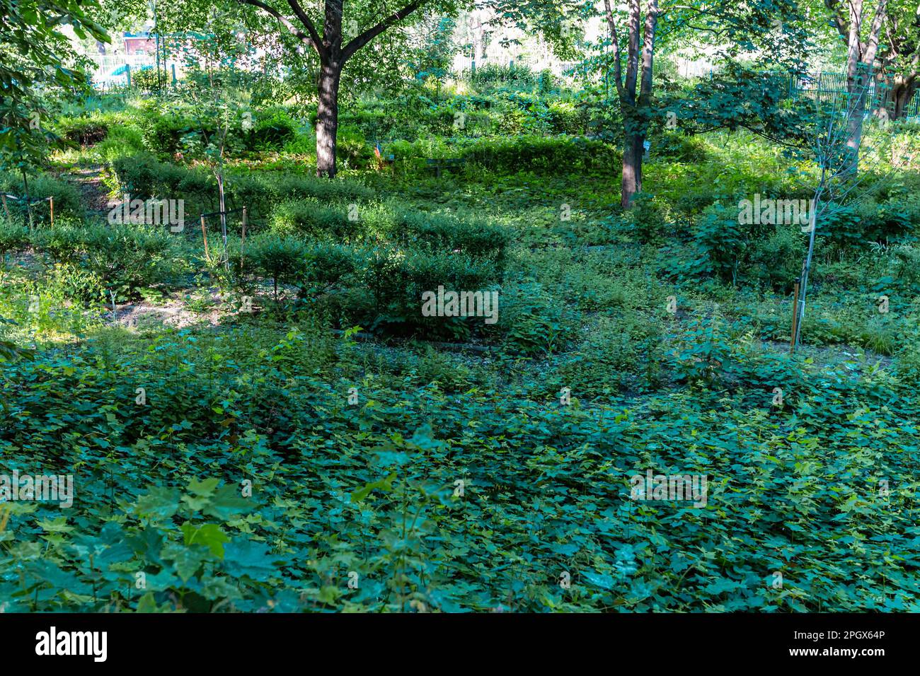Big bushes of flowers hi-res stock photography and images - Alamy
