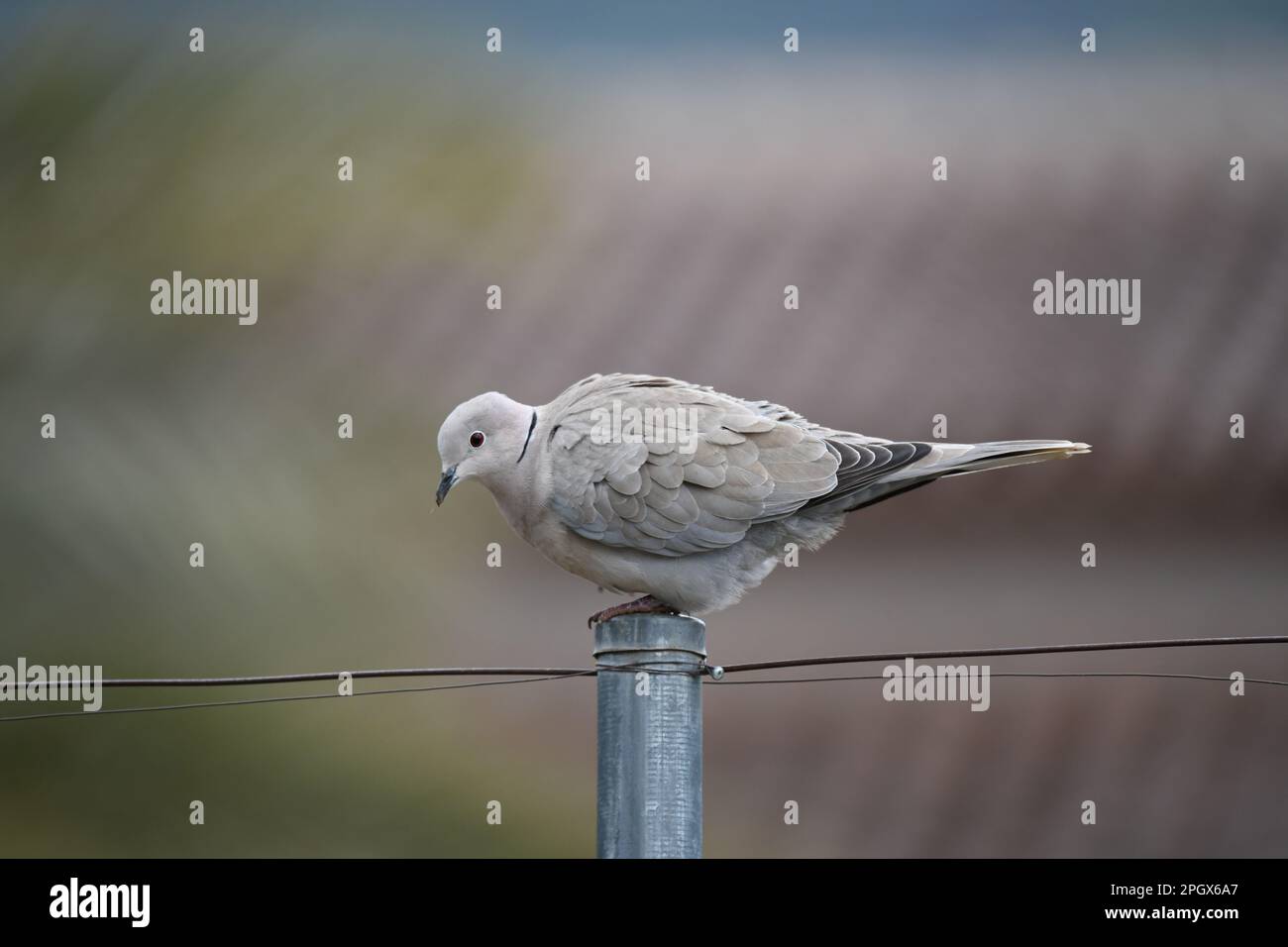 A dove perched atop a power line wire, surveying its environment with a ...