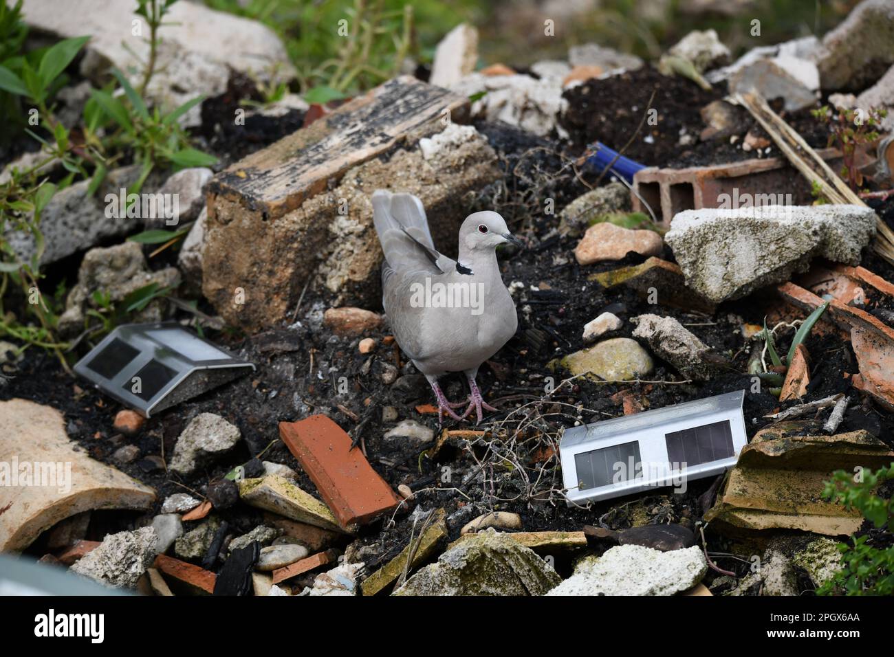 A white dove perched on a pile of debris on a dirt ground, looking out ...