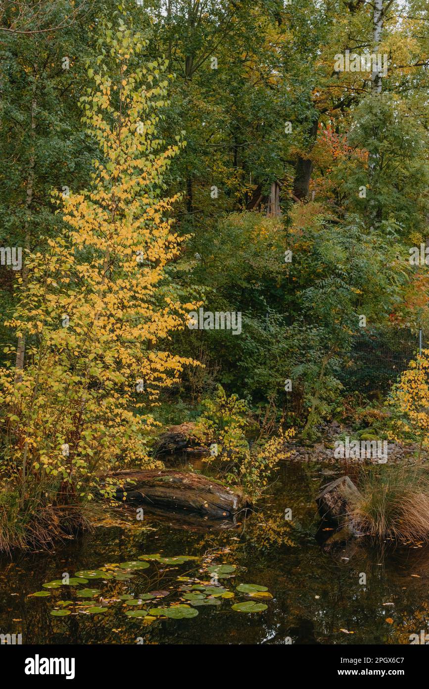 The autumn foliage of the trees is reflected in the pond. Autumn pond trees. Autumn trees ...