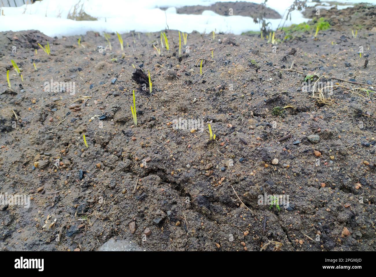 Russian Federation. Saint Petersburg and Leningrad region. Priozersky ...