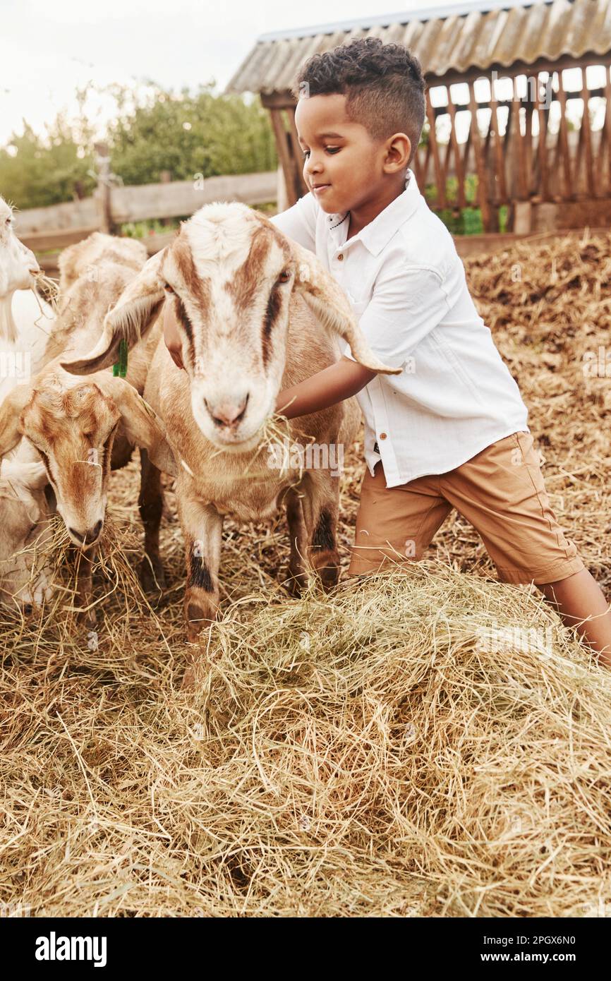 Cute little african american boy is on the farm at summertime with ...